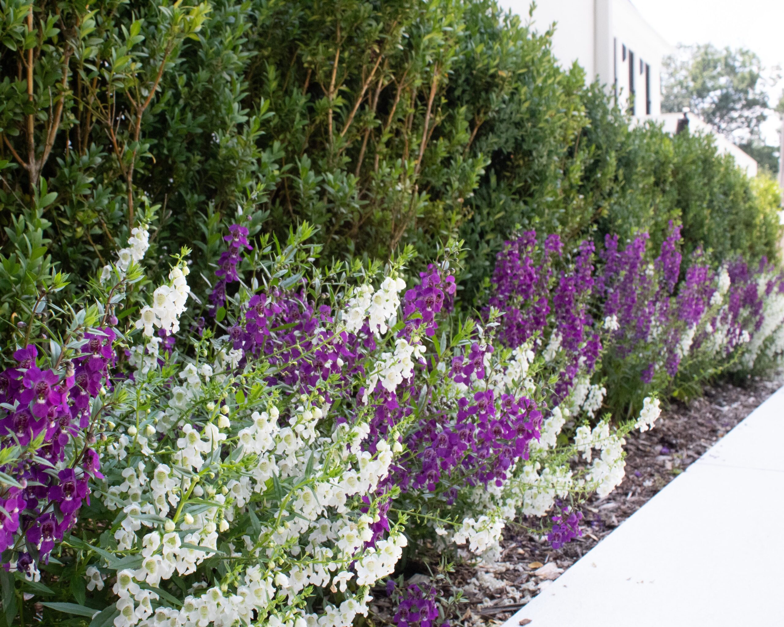 Hemlock - Kings Point - Laurel Group Fine Landscapes and Luxury Outdoor ...